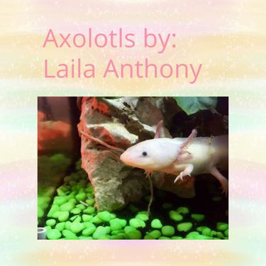 Book Creator | Axolotls