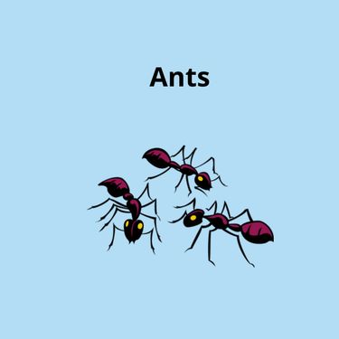 Book Creator | Ants