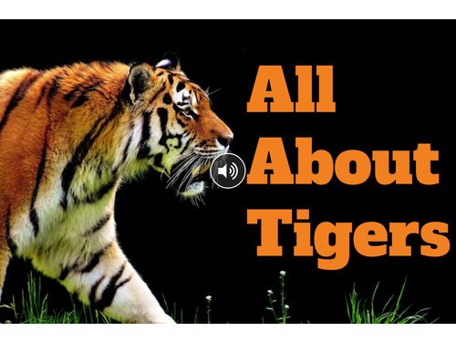 Book Creator | All About Tigers