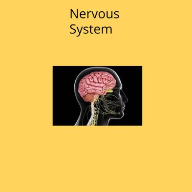 Book Creator | Nervous System