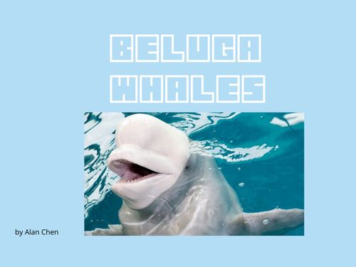 Book Creator | Beluga Whales