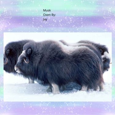 Book Creator | Musk Oxen