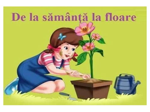 Book Creator | De la samanta la floare