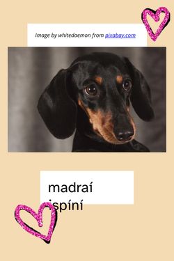Book Creator | madra ispíní