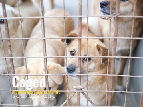 Book Creator | Caged