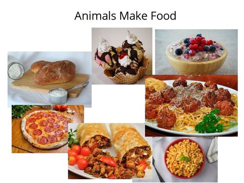 Book Creator | Animals Make Food