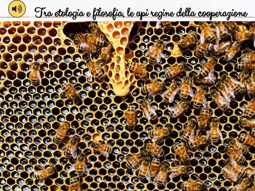 Book Creator | Tra etologia e filosofia, le api regine della cooperazione