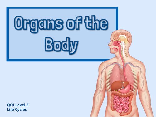 Book Creator | Organs of the Body