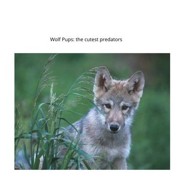 Book Creator | Grey wolf pups