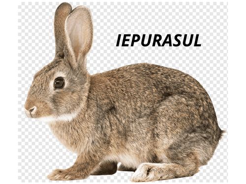 Book Creator | iepurasul