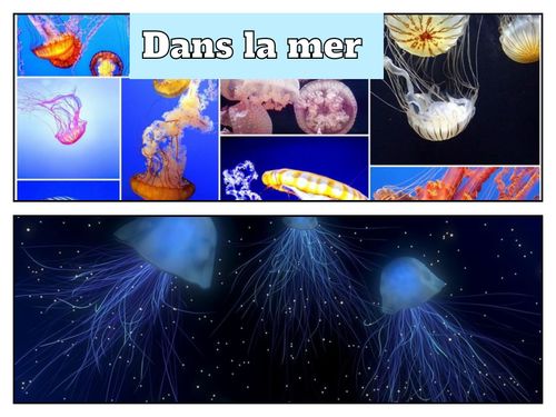 Book Creator | Dans la mer