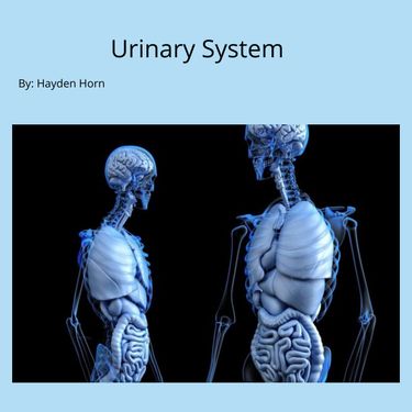 Book Creator | Urinary System