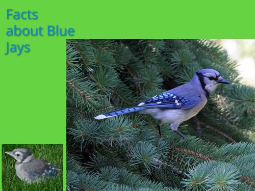 Book Creator | Blue Jays
