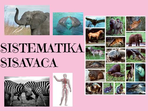 Book Creator | SISTEMATIKA SISAVACA