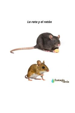 Book Creator | La rata y el ratón