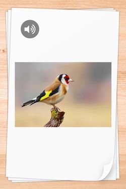 Book Creator | A bátor tengelice