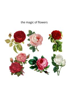 Book Creator | the magic of flowers
