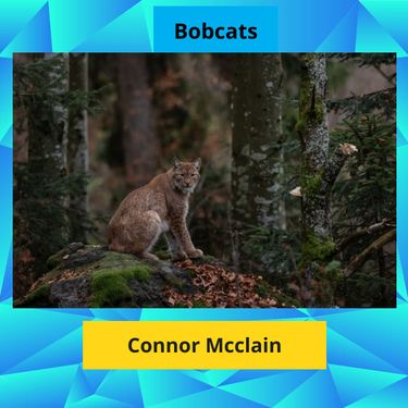 Book Creator | Bobcats