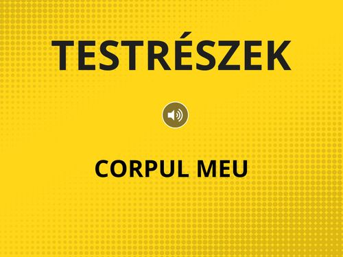 Book Creator | Testrészek
