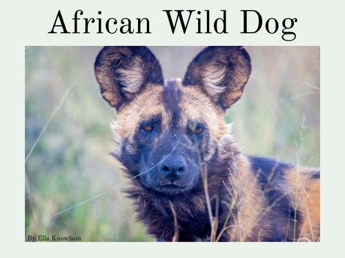 Book Creator | African Wild Dog