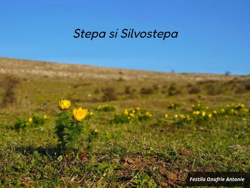 Book Creator | Stepa si silvostepa