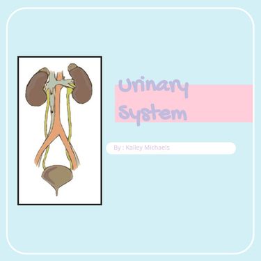 Book Creator | Urinary System
