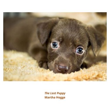 Book Creator | The Lost Puppy