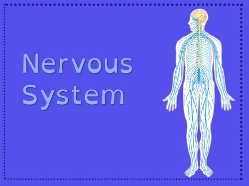 Book Creator | Nervous