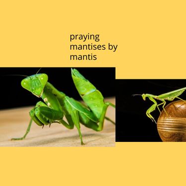 Book Creator | Praying Mantis