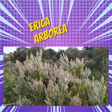 Book Creator | Erica