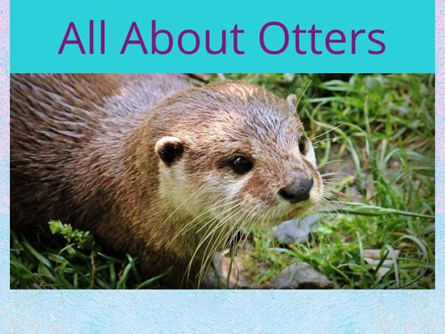 Book Creator | All About Otters