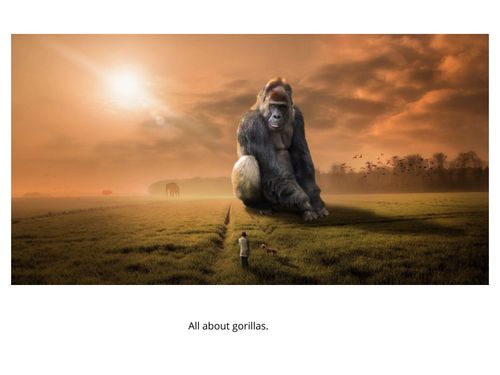 Book Creator | All About Gorillas