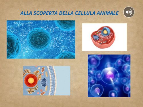 Book Creator | La cellula animale