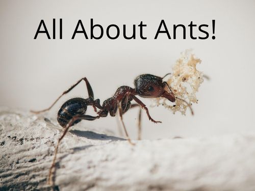 Book Creator | All About Ants!