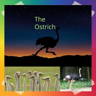 Book Creator | The Ostrich