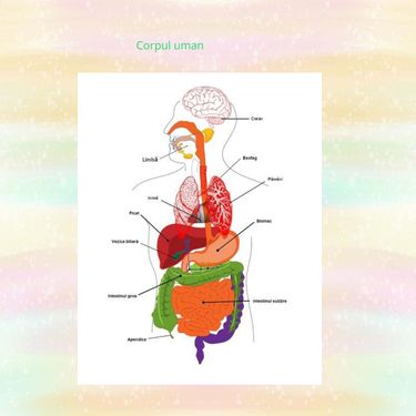 Book Creator | Corpul uman