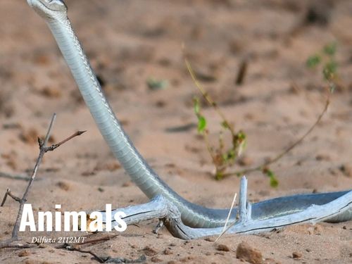 Book Creator | Animals