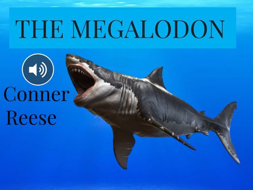 Book Creator | Megalodon