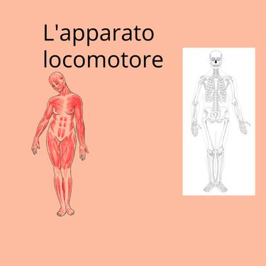 Book Creator | L' apparato locomotore