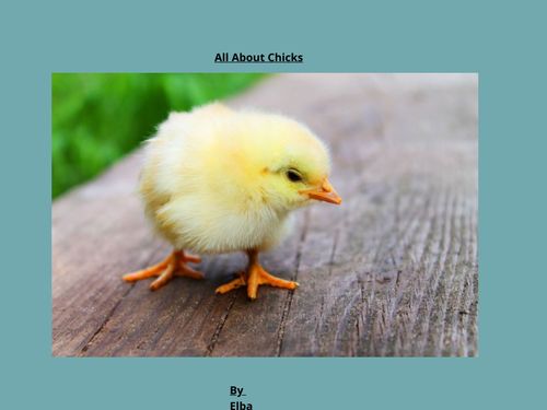 Book Creator | All About Chicks