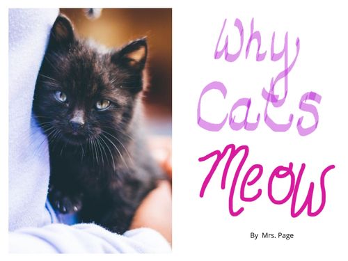 Book Creator | Why Cats Meow