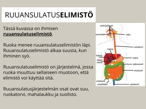 Book Creator | S2- sotella - Ruuansulatuselimistö