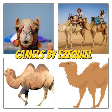 Book Creator | camels