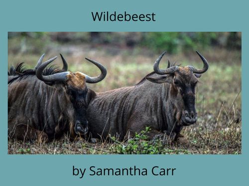 Book Creator | Wildebeest