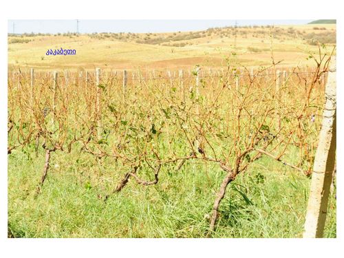 Book Creator | Kakabeti