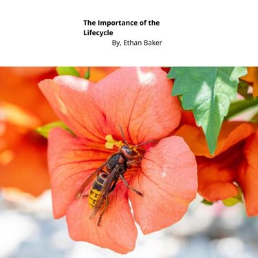 Book Creator | The Importance of Life-Cycles