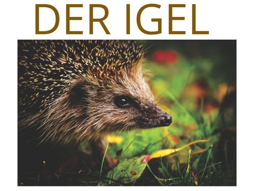 Book Creator | Der Igel
