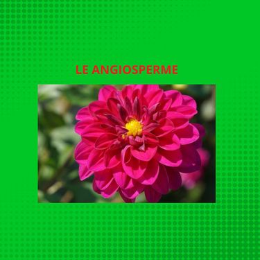 Book Creator | Le angiosperme