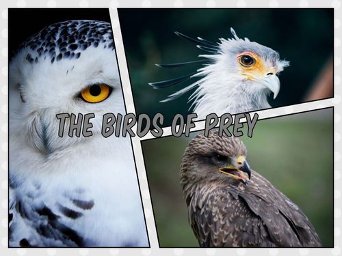 Book Creator | The Birds of Prey