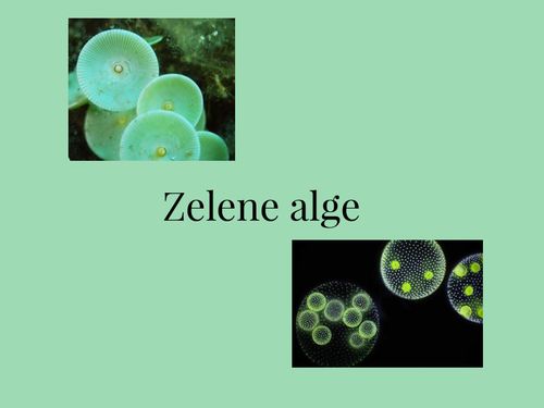 Book Creator | Zelene alge